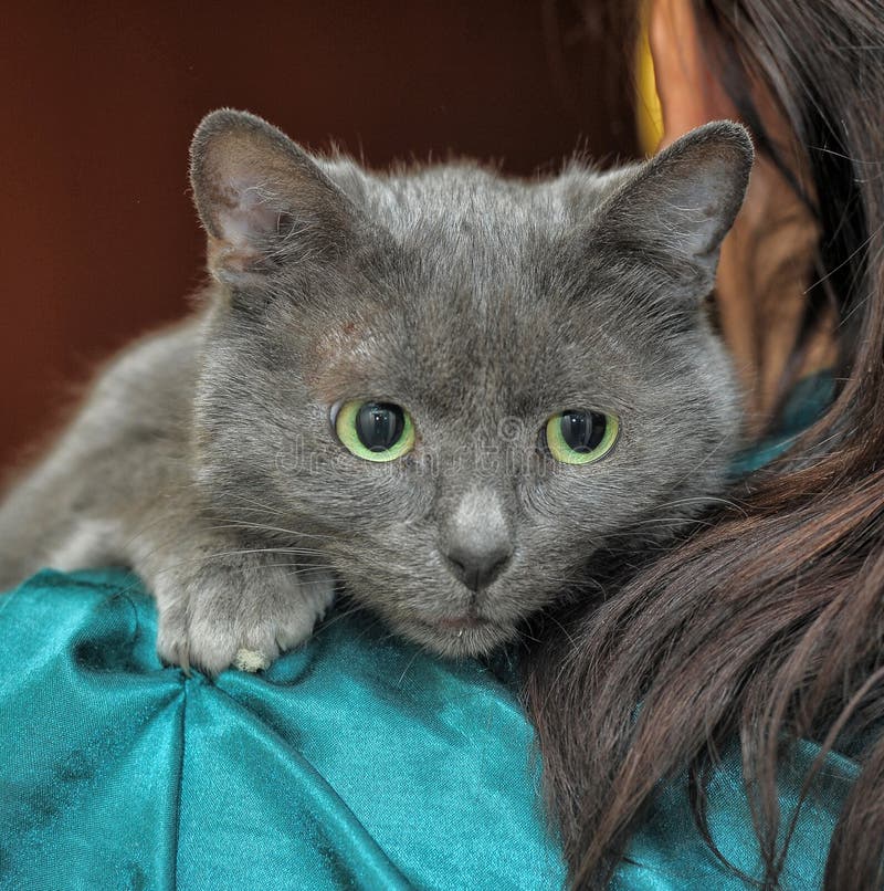 Sad Cat Stock Photos - Download 16,563 Royalty Free Photos