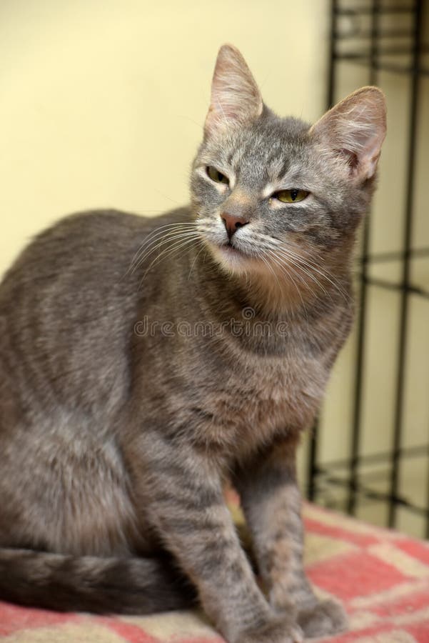 Sad gray cat stock photo. Image of emotions, feline, facial - 48704062