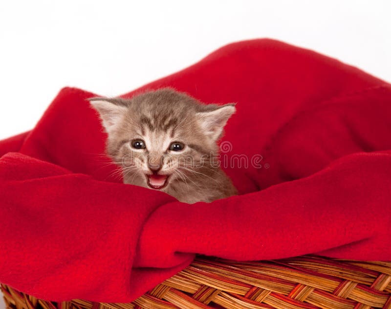 Scared gray kitten crying stock photo. Image of cute - 12795154