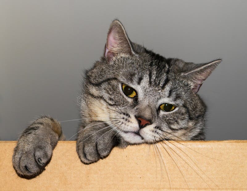 Sad Gray Tabby Cat Looks Out Box Stock Photos - Free & Royalty-Free ...
