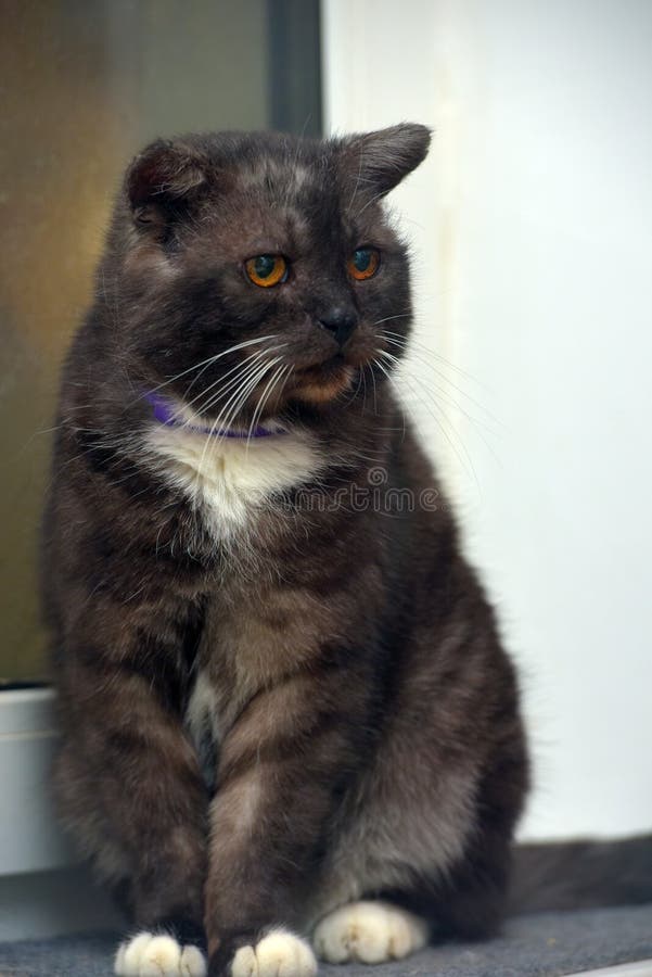 Sad Gray and White Cat with Orange Eyes Stock Photo - Image of emotions ...