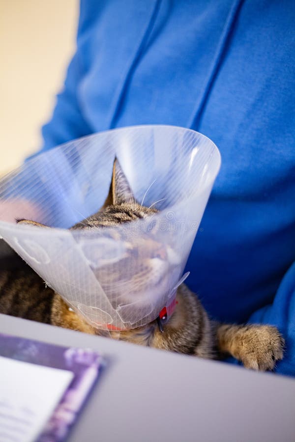 Upset Cat Gets Used To New Protective Cone after Surgery Stock Photo ...