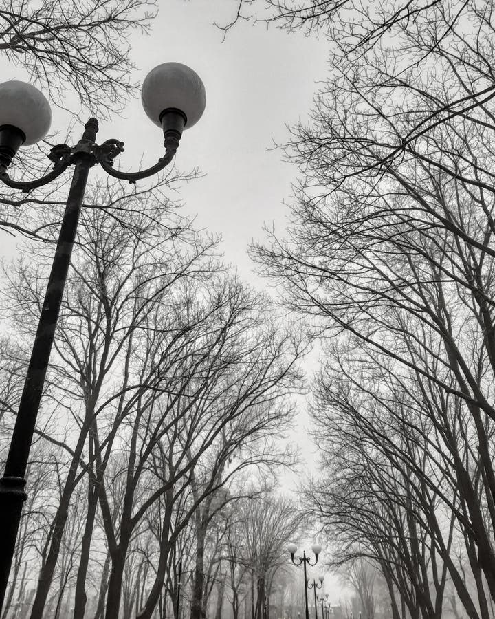 Sad and green winter sky stock photo. Image of tree - 178044722