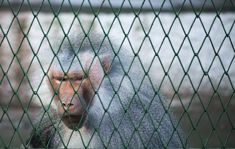 Sad baboon stock image. Image of depressed, alone, creature - 11119979