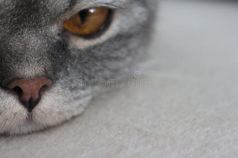 Sad Grey cat stock photo. Image of lying, grey, sofa - 243121972