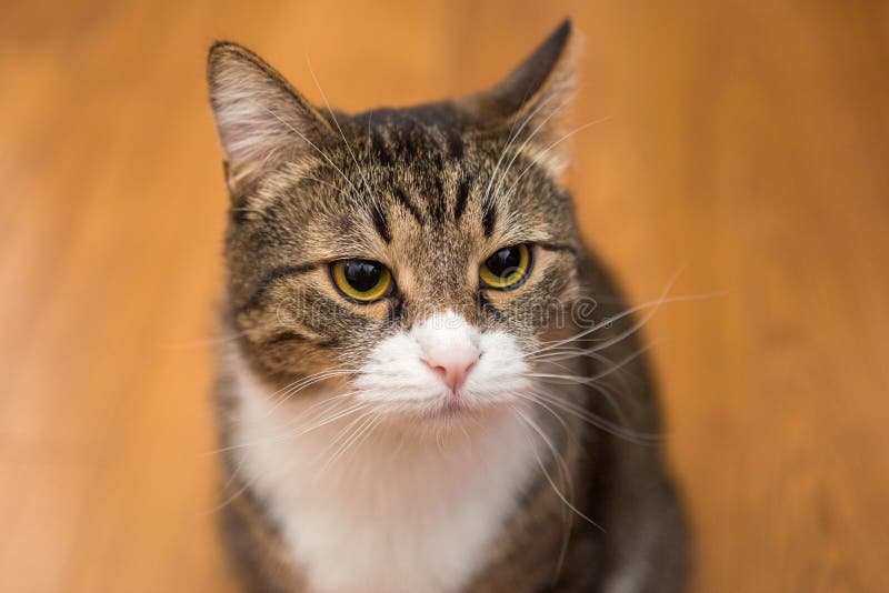 Sad grey cat stock photo. Image of house, striped, interested - 47731430