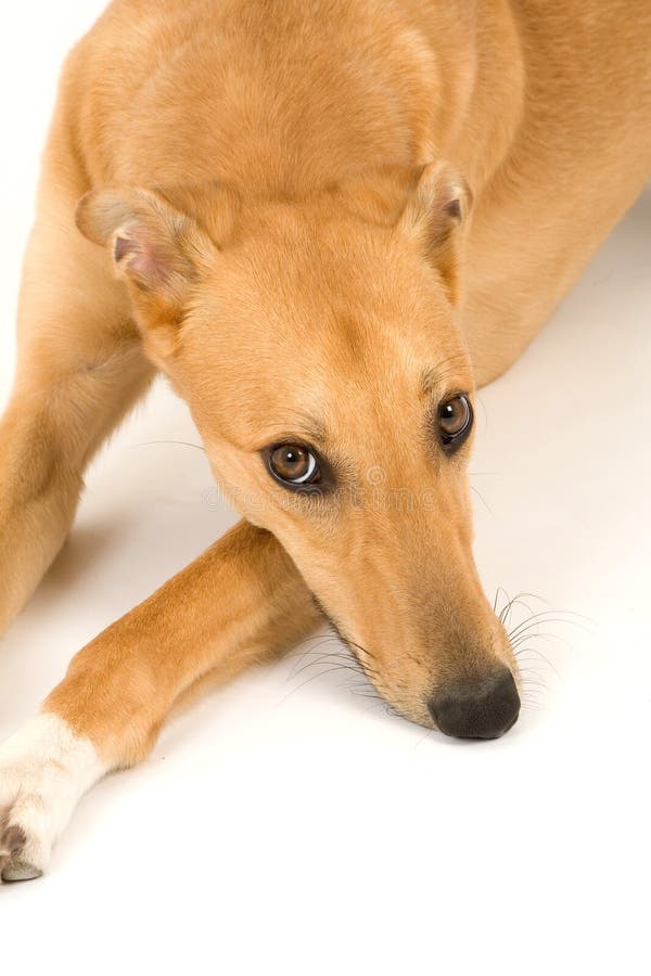 12,128 Greyhound Stock Photos - Free & Royalty-Free Stock Photos from ...