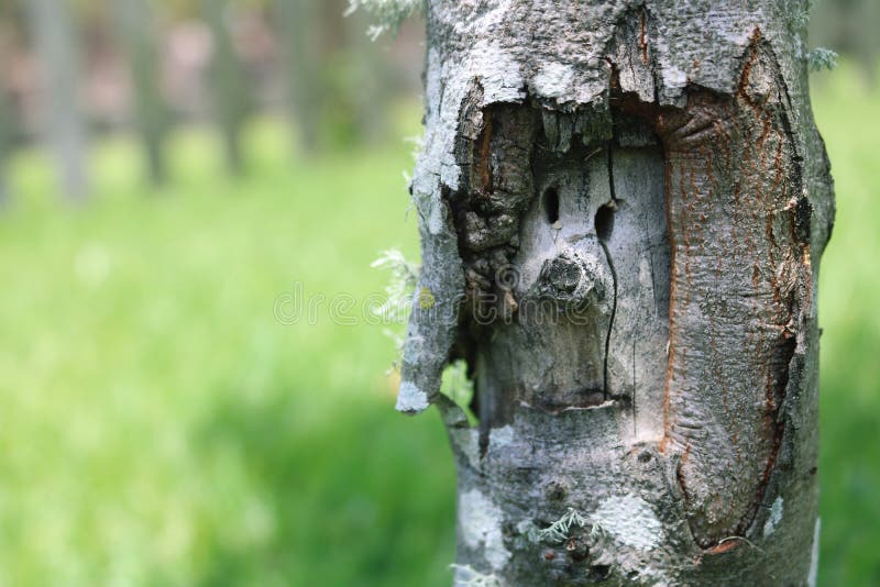 Sad Grumpy Face Naturally Occurring on Maple Tree Trunk in Florida ...