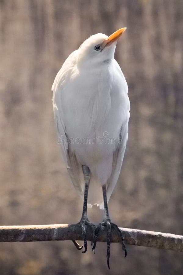 Sad Heron. a White Heron is Sitting on a Tree Branch Against a Dark ...