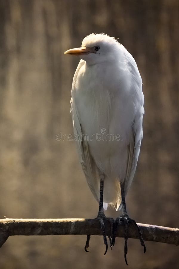 Sad Heron. a White Heron is Sitting on a Tree Branch Against a Dark ...