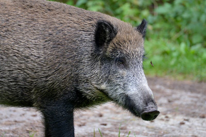 Sad Hog Stands in the Middle of a Forest Clearing Stock Image - Image ...