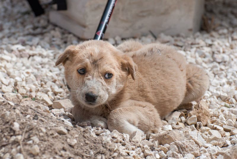 Sad Homeless Brown Little Puppy Stock Image - Image of animal, mongrel ...