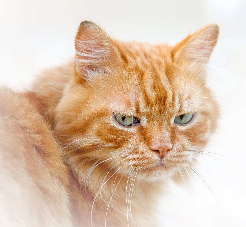 Sad Homeless Cat Portrait Closeup Stock Photo - Image of persian, hair ...