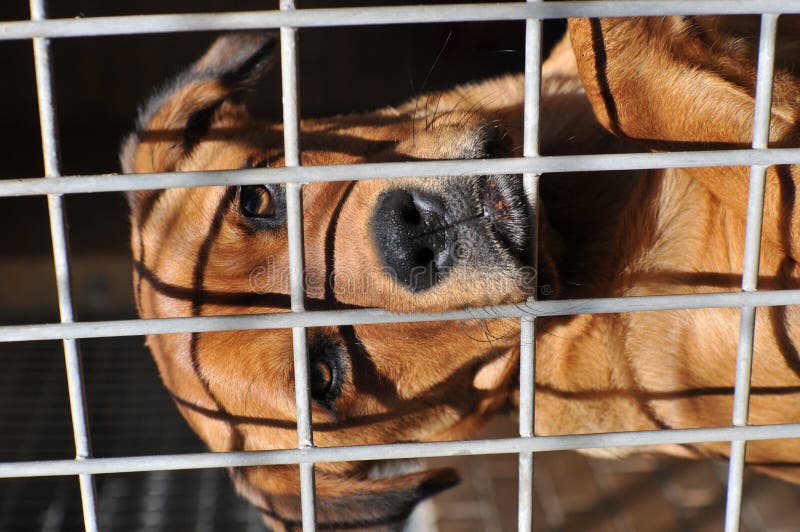 Homeless Russet Stock Photos - Free & Royalty-Free Stock Photos from ...