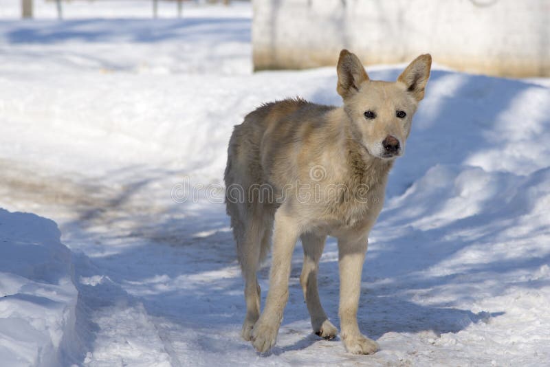 Sad Homeless Dog on a Winter Day Stock Image - Image of freeze, canine ...
