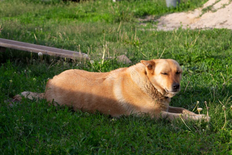 Sad Homeless Dog on the Green Grass Stock Photo - Image of lonely ...