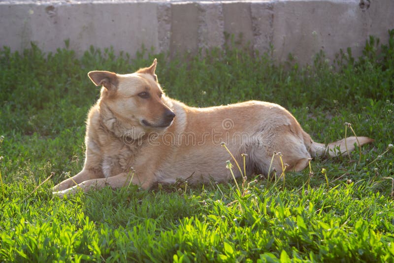 Sad Homeless Dog on the Green Grass Stock Photo - Image of skeptic ...