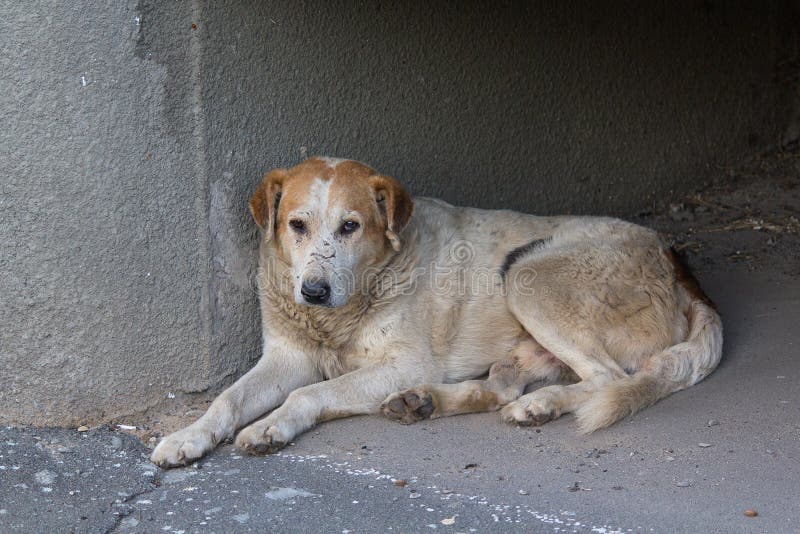 Sad Homeless Dog Lying on the Pavement Stock Photo - Image of portrait ...