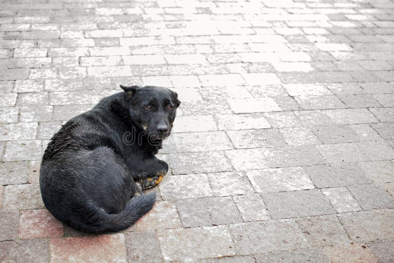 Sad homeless dog stock photo. Image of province, eyes - 167187786