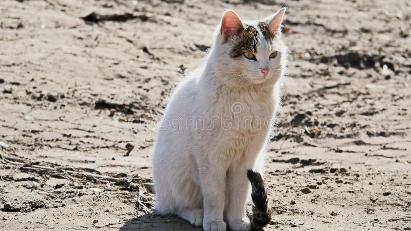 Sad Homeless White Cat Looking at the Camera Stock Photo - Image of ...