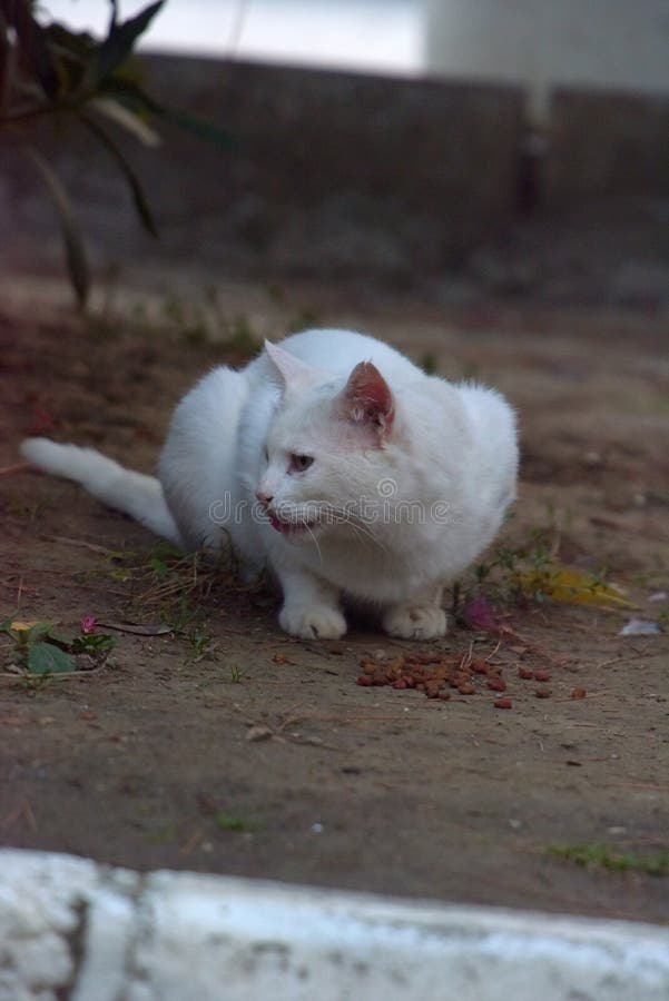 Homeless White Cat on the Street Stock Photo - Image of outdoors ...
