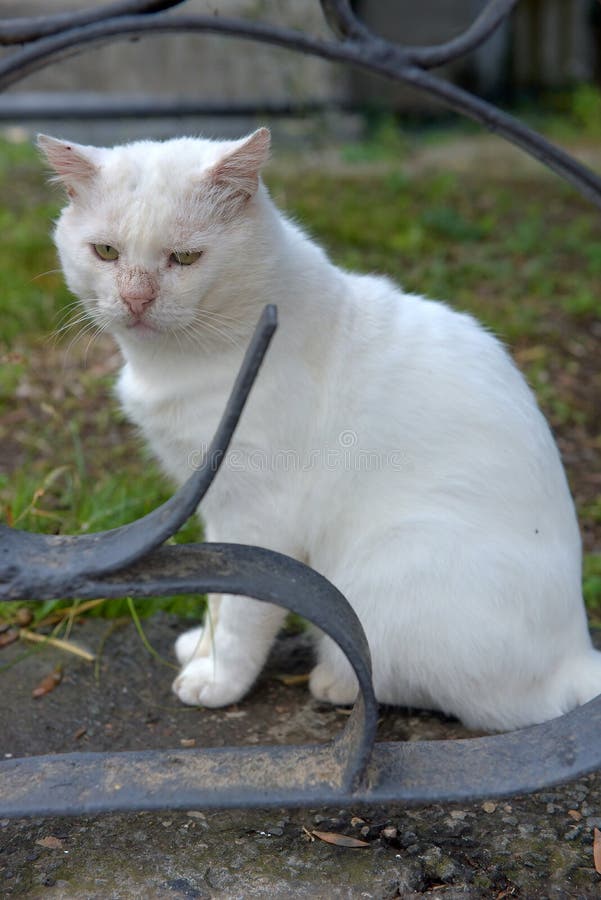A Homeless, White Cat Sits in a Tub with a Palm Tree Stock Image ...