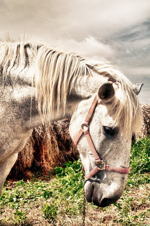 Sad horse stock photo. Image of clouds, wild, horses - 22073456