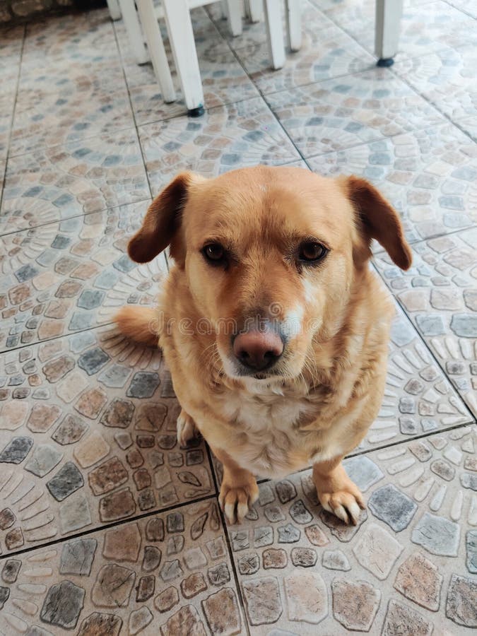 Sad Hungry Dog Looks at Man Asking for Food or Help Stock Photo - Image of meat, brown: 363987632