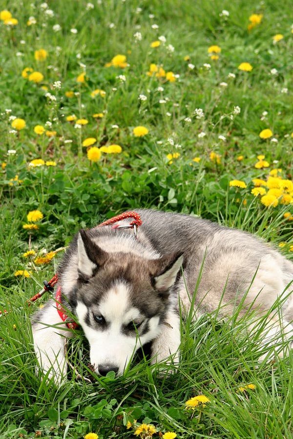 Sad husky dog stock image. Image of multicolored, love - 5735907