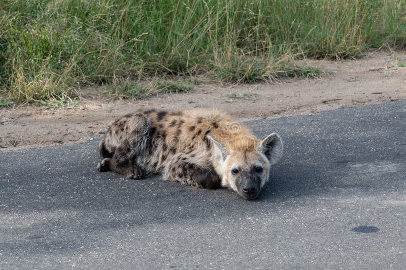Sad Hyena Photos - Free & Royalty-Free Stock Photos from Dreamstime