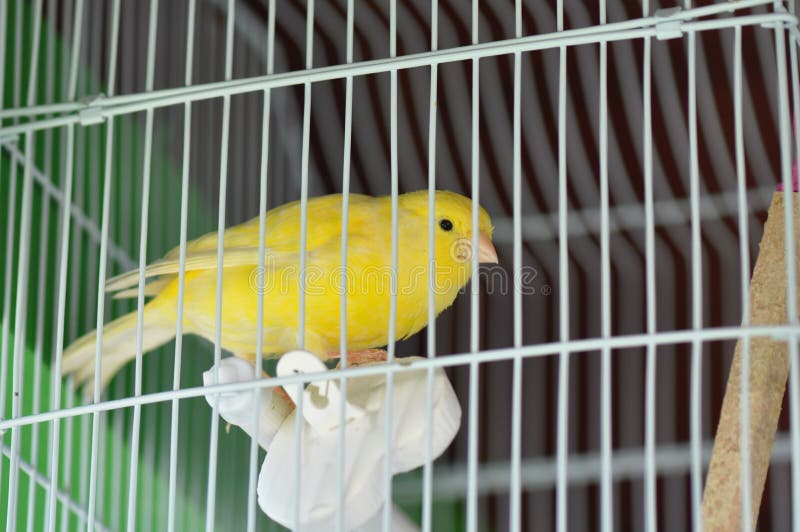 Canary in cage stock image. Image of cage, yellow, store - 117568543