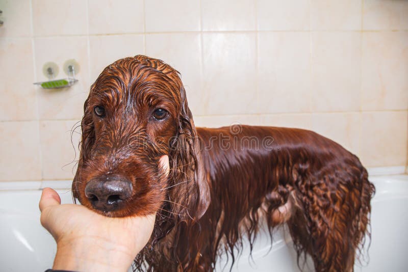 Sad Irish Setter Dog Staning in Bath and Looking at Camera Stock Photo ...