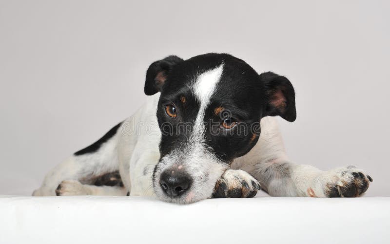 Sad jack russel terrier stock photo. Image of canine, alone - 9642222