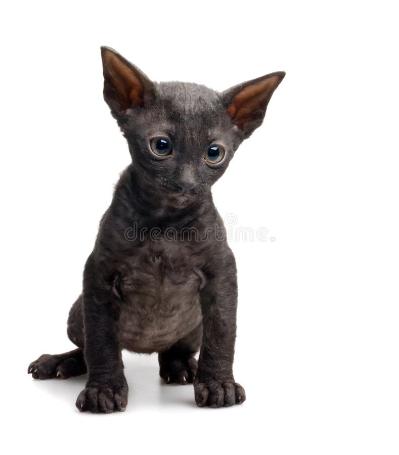 Sad kitten stock photo. Image of cute, wooled, young - 10809054