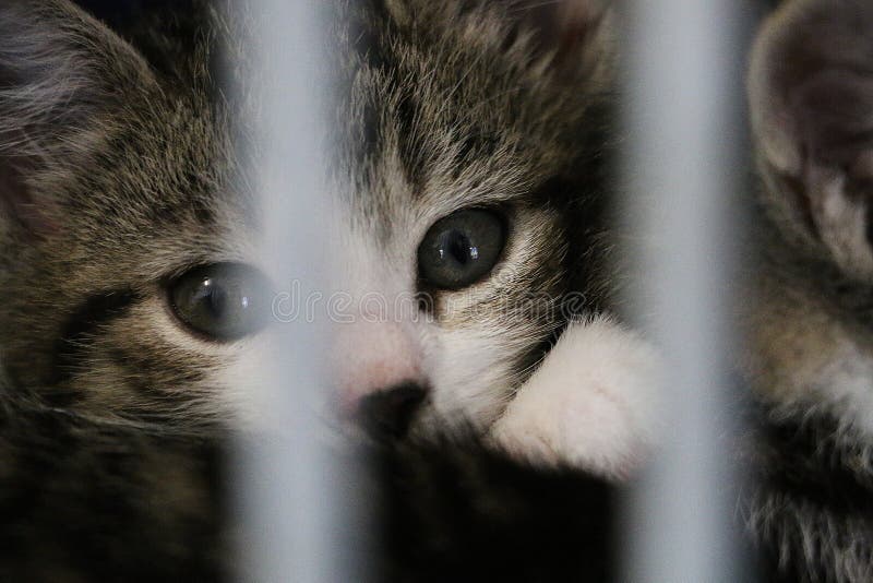 Close Up of a Small Kitten Behind a Fence in the Shelter Stock Photo ...