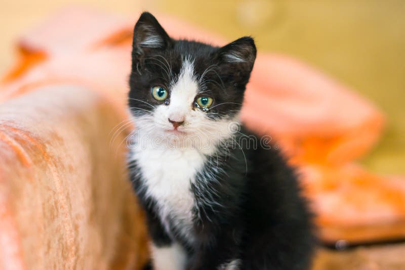 A Sad Kitten is Close Up. a Small Kitten with Tears in His Eyes Sits on ...