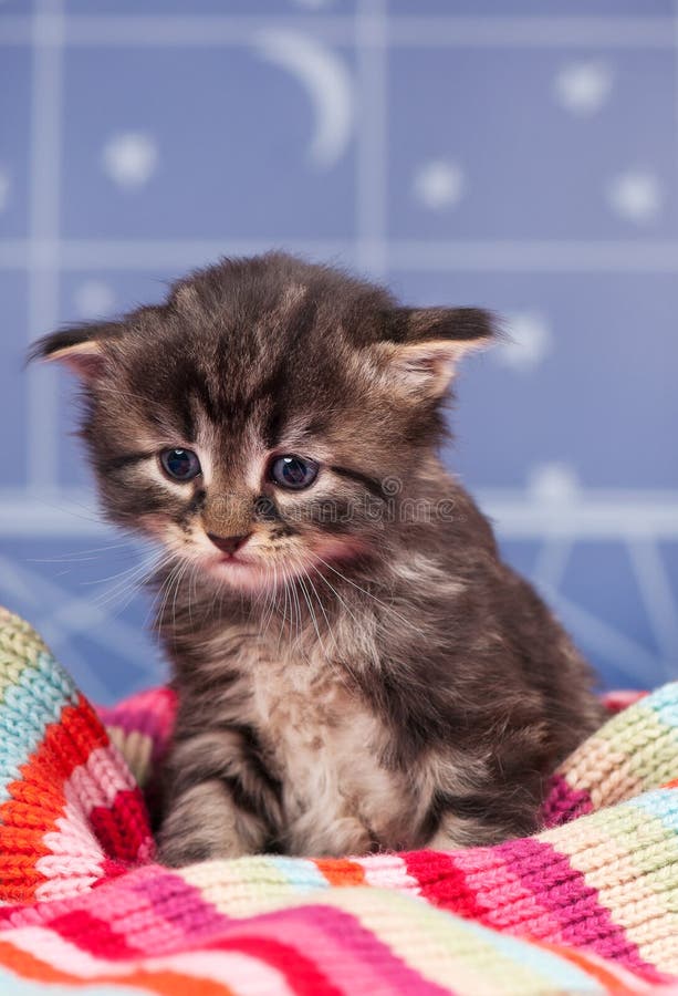 Sad kitten stock image. Image of orphan, spokes, cute - 43042019