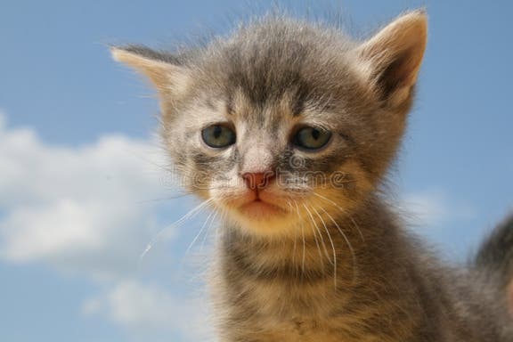 Sad kitty stock image. Image of white, clouds, hunger - 16069637