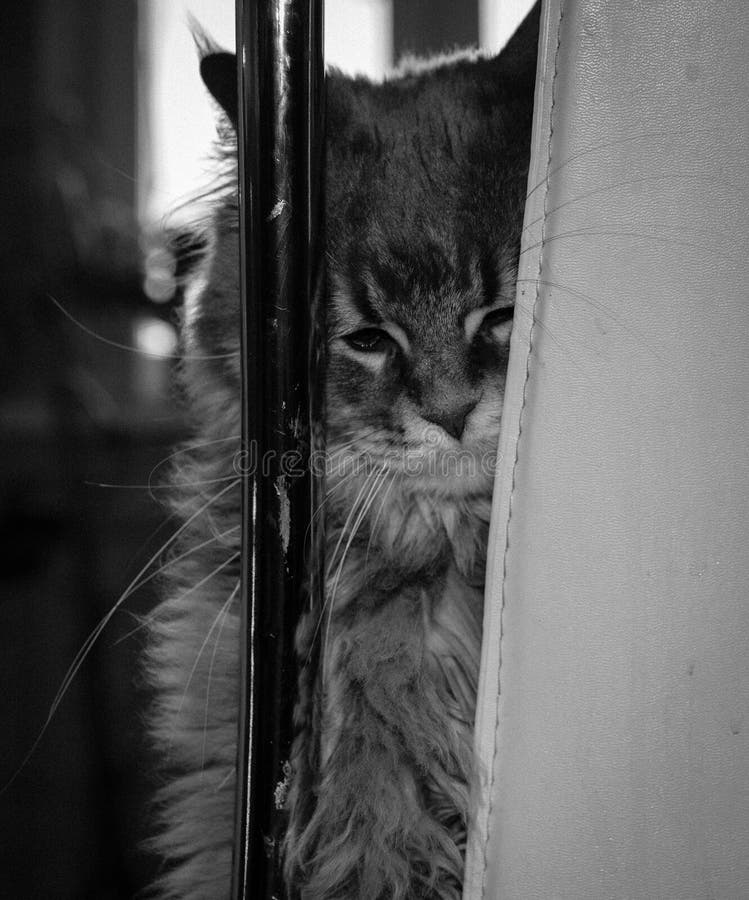 Sad Kitty stock image. Image of white, bars, looking - 77760449