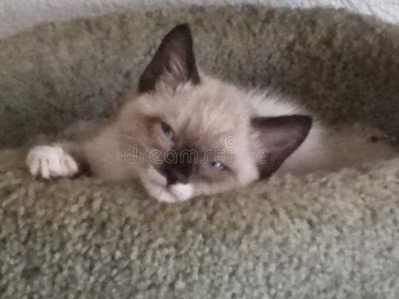 Sad kitty stock image. Image of kitten, looking, space - 112238909