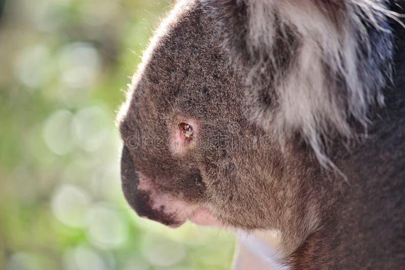 Sad Koala Bear stock photo. Image of wildlife, koala, park - 9780410
