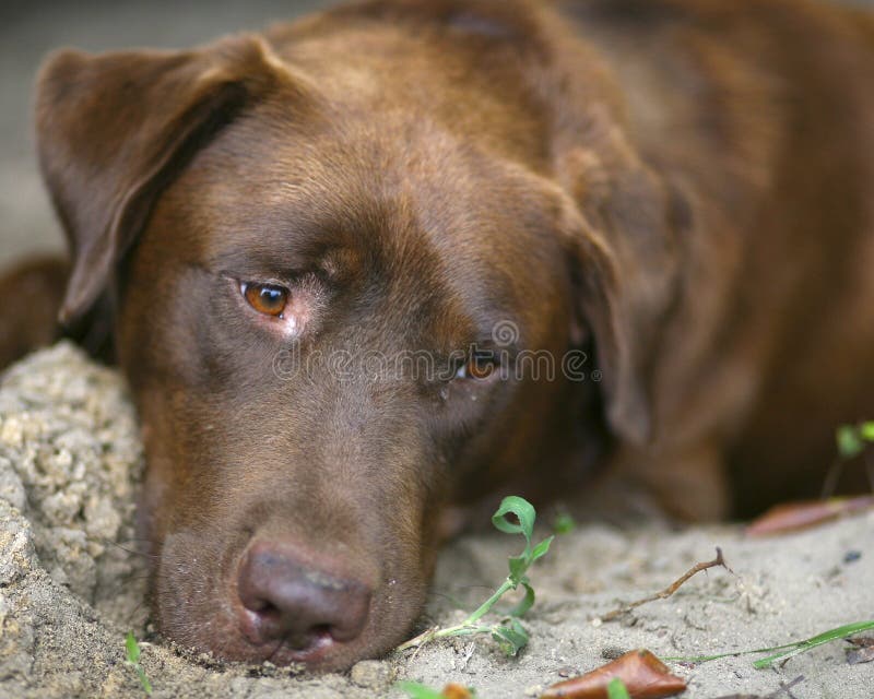 Sad Lab stock photo. Image of retriever, labrador, dirt - 10463978