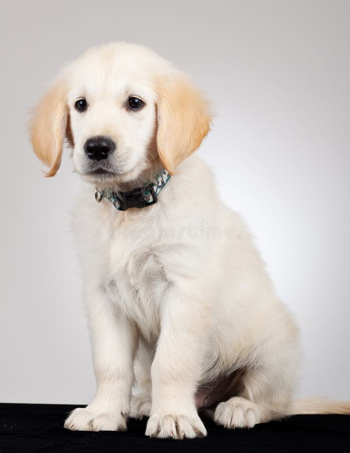 Sad labdrador retriever stock image. Image of portrait - 16027237