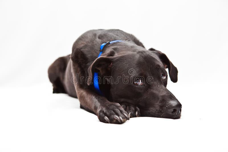 Sad Labrador stock image. Image of mammal, white, collar - 14071983