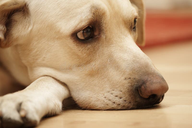 Sad labrador stock photo. Image of lies, close, nose - 18636792