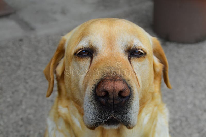 Being Dog Scolded Stock Photos - Free & Royalty-Free Stock Photos from ...