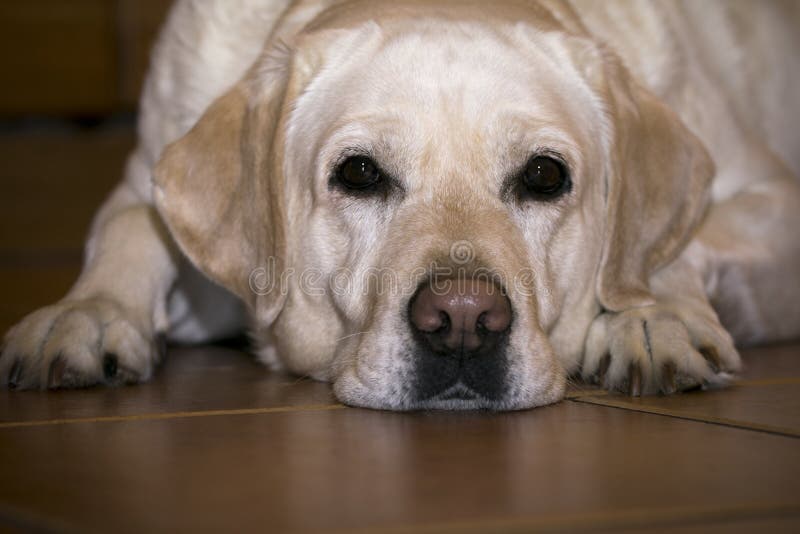 Sad Labrador in Expectation of the Owner. Stock Photo - Image of ...