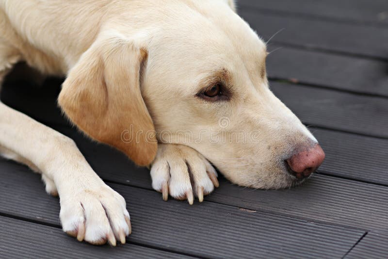 Sad Labrador on Garden Terrace Stock Photo - Image of waiting, labrador ...
