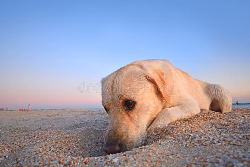 Sad Labrador Lies on the Sand Stock Image - Image of ocean, sunset ...