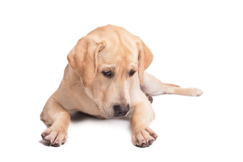 5,237 Sad Labrador Stock Photos - Free & Royalty-Free Stock Photos from ...